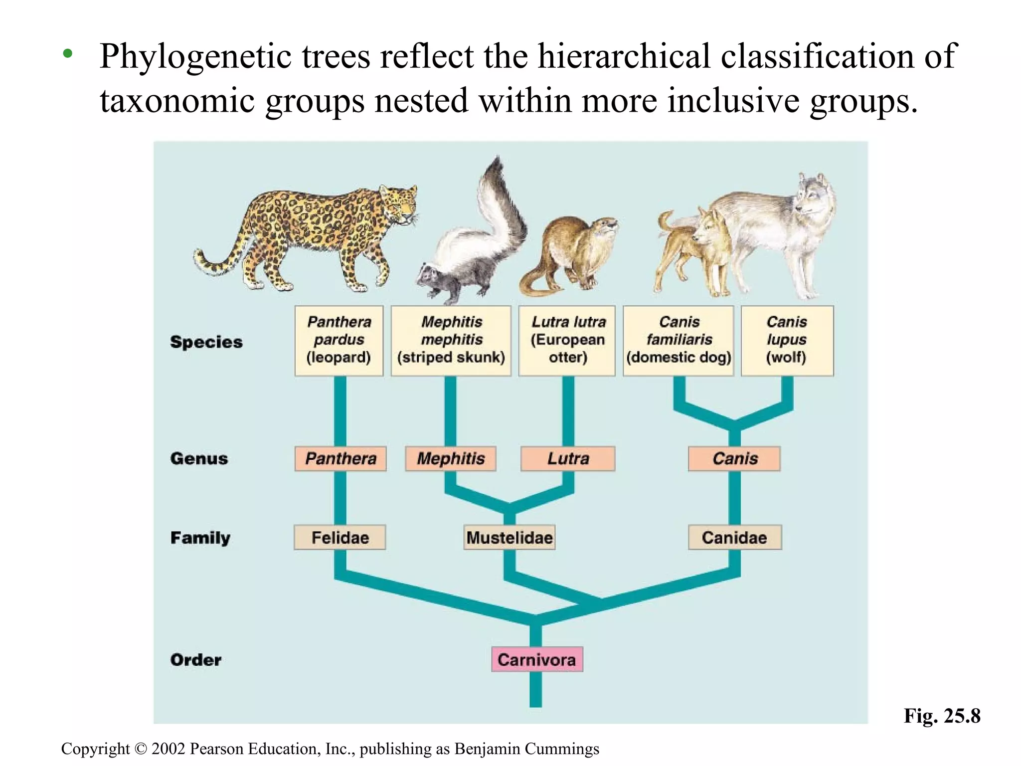taxonomy or systematic | PPT