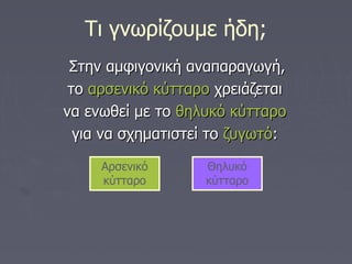 Ανθρώπινο αναπαραγωγικό σύστημα | PPT