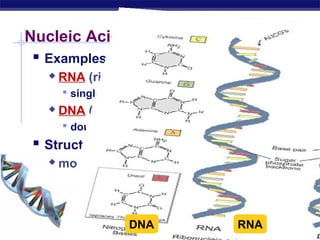 25 ch03nucleicacids2008 | PPT