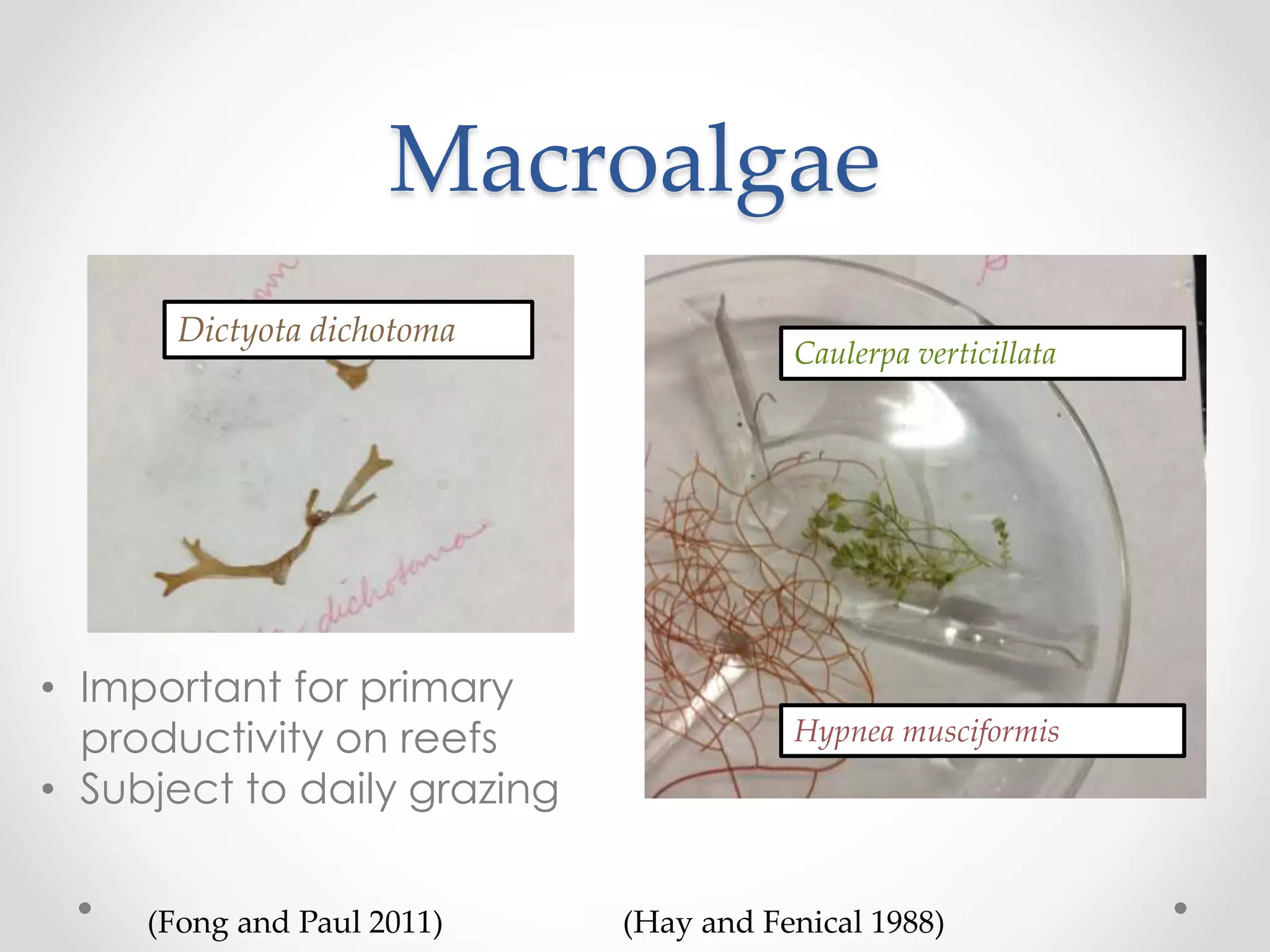 Lytechinus variegatus Presentation | PPTX