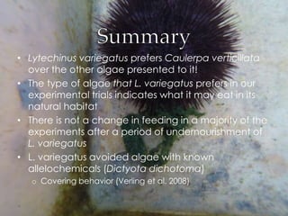 Lytechinus variegatus Presentation | PPTX