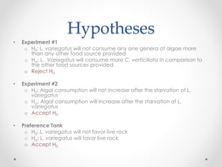 Lytechinus variegatus Presentation | PPTX