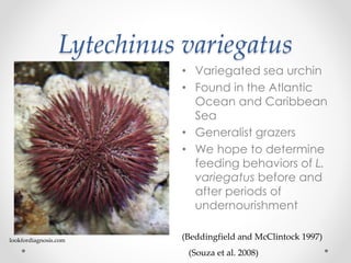 Lytechinus variegatus Presentation | PPTX
