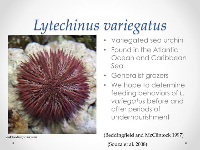 Lytechinus variegatus Presentation | PPTX