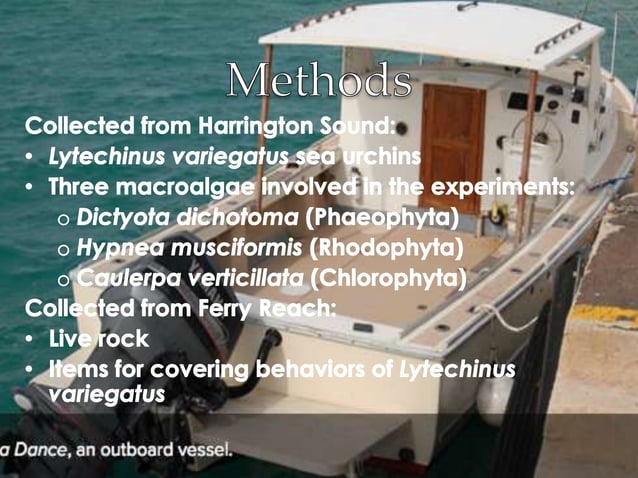 Lytechinus variegatus Presentation | PPTX