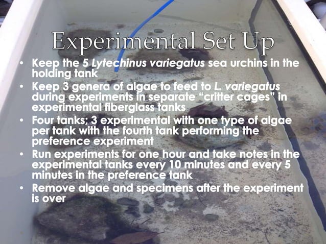 Lytechinus variegatus Presentation | PPTX