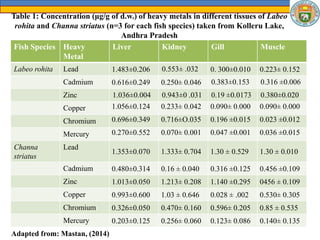 Accumulation of Heavy Metals in Fishes of Freshwater (1) | PPTX