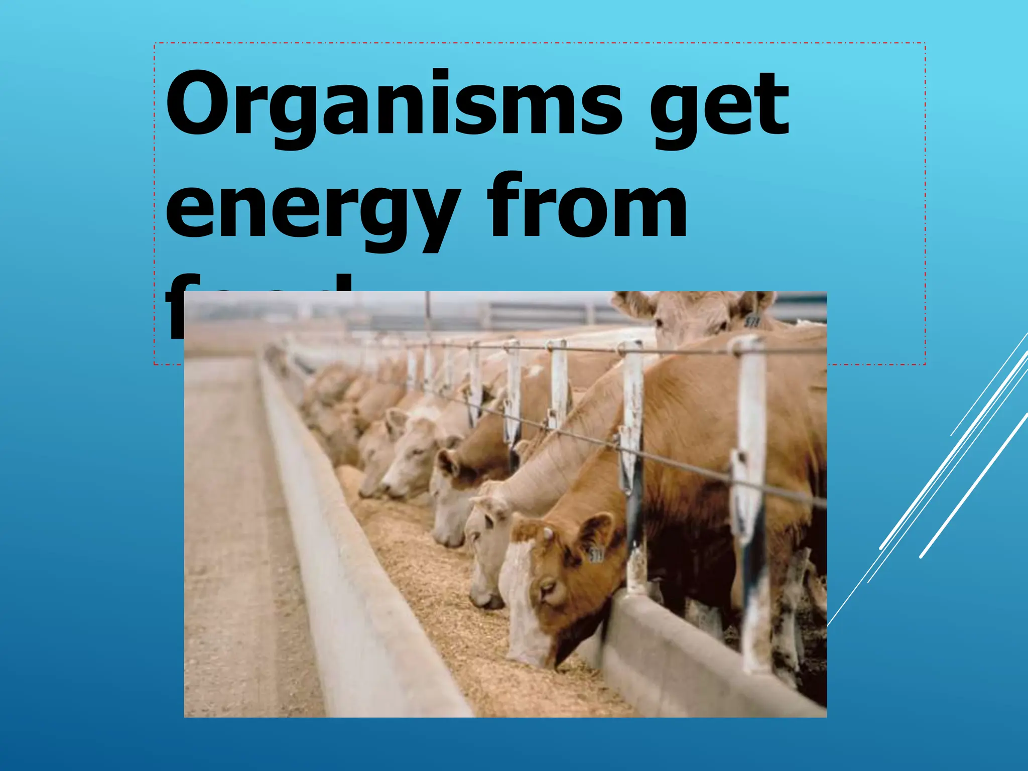 25howdoesenergyflowbetweenorganismsinanecosystem-170109071232.pptx.pptx ...
