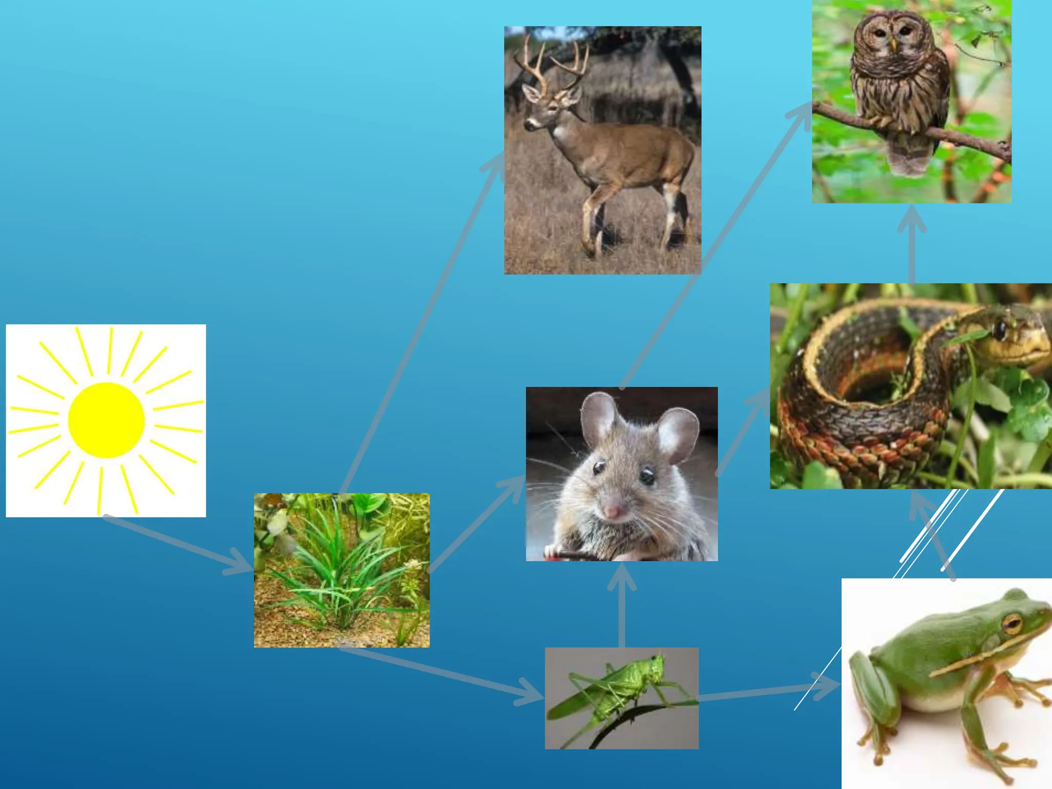 25howdoesenergyflowbetweenorganismsinanecosystem-170109071232.pptx.pptx