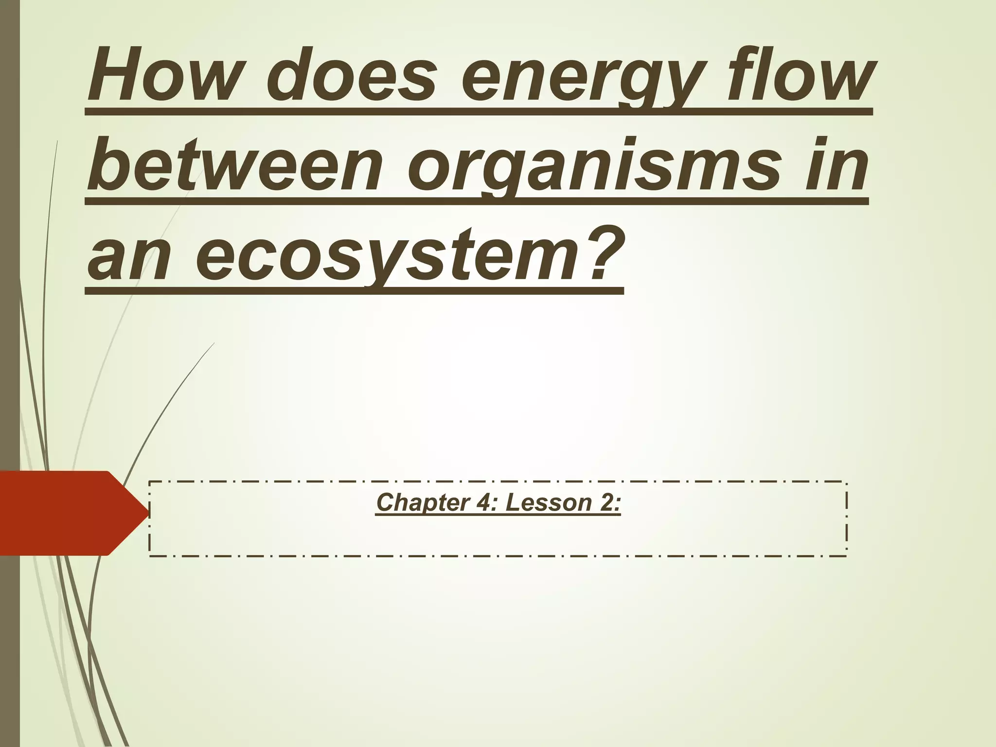 25 how does energy flow between organisms in an ecosystem | PPTX