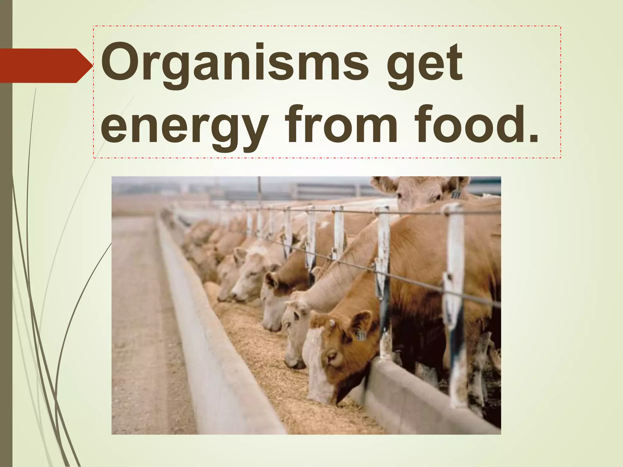 25 how does energy flow between organisms in an ecosystem | PPTX