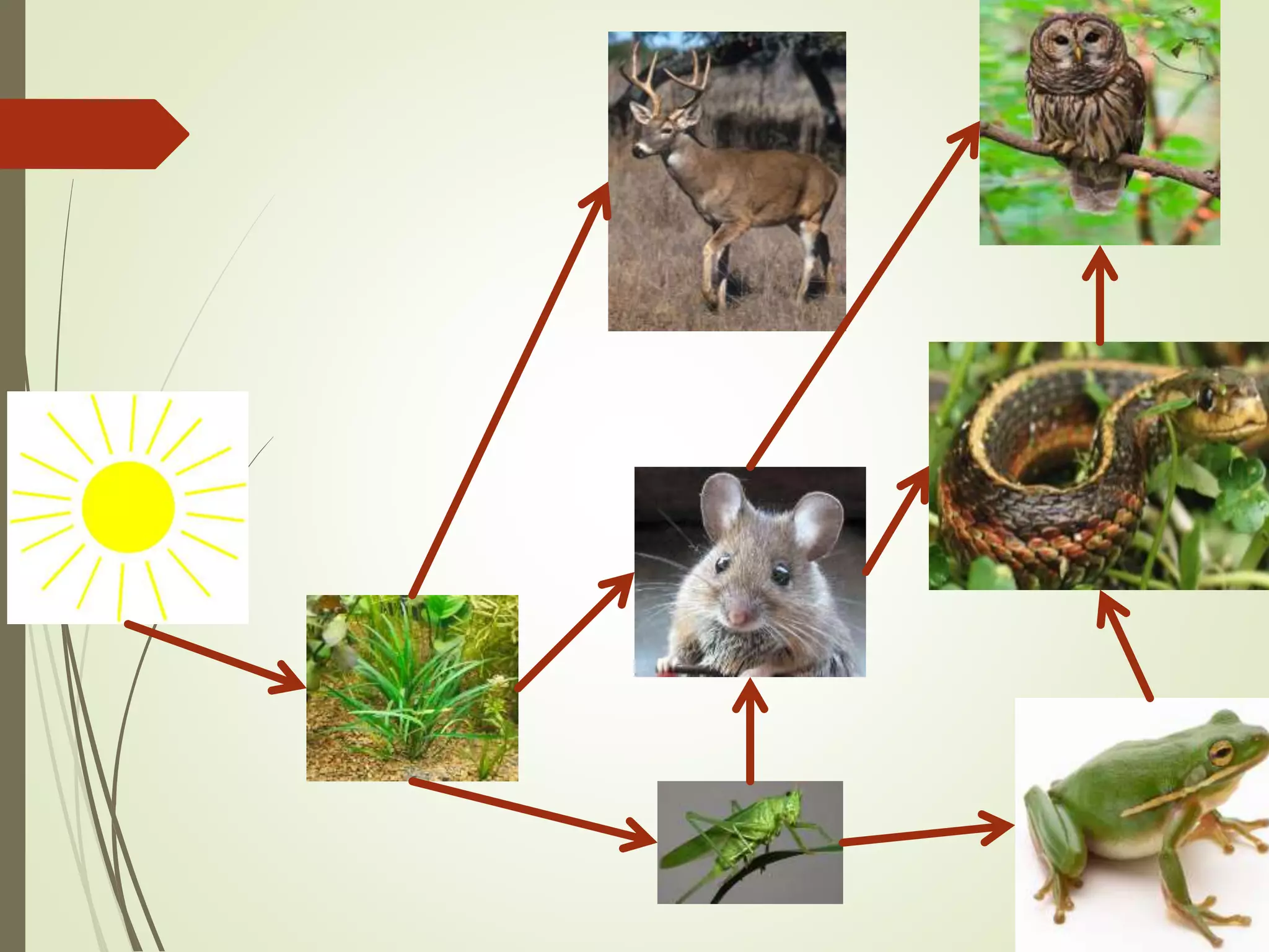 25 how does energy flow between organisms in an ecosystem | PPTX