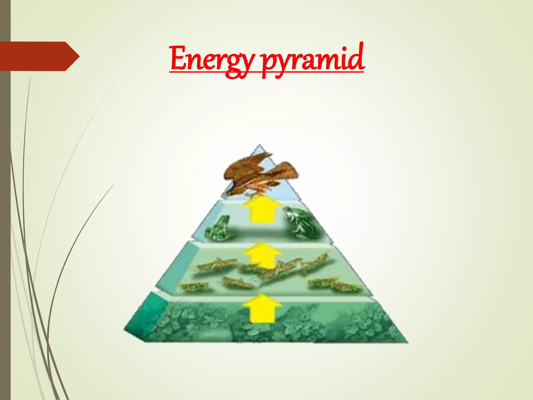 25 how does energy flow between organisms in an ecosystem | PPTX