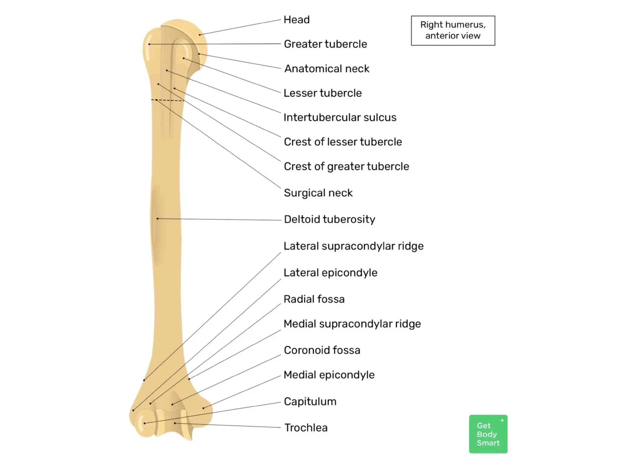 25 humerus shaft fx.pptx free download from here | PPT