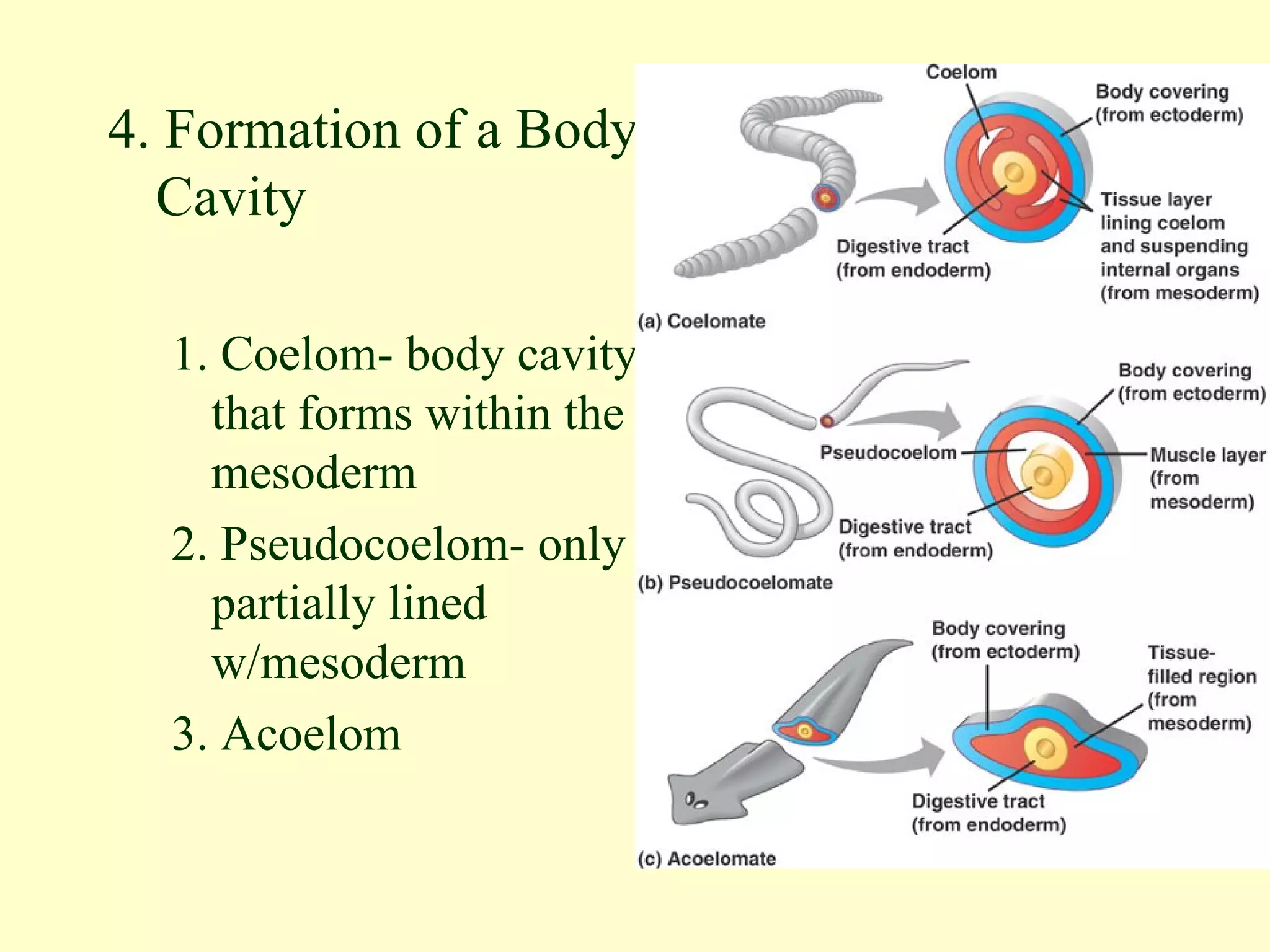 25 intro to the animal kingdom | PPT