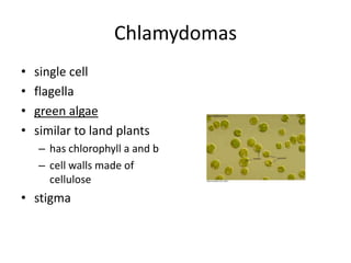25 lab algae quiz (25) [11 20-13] | PPTX