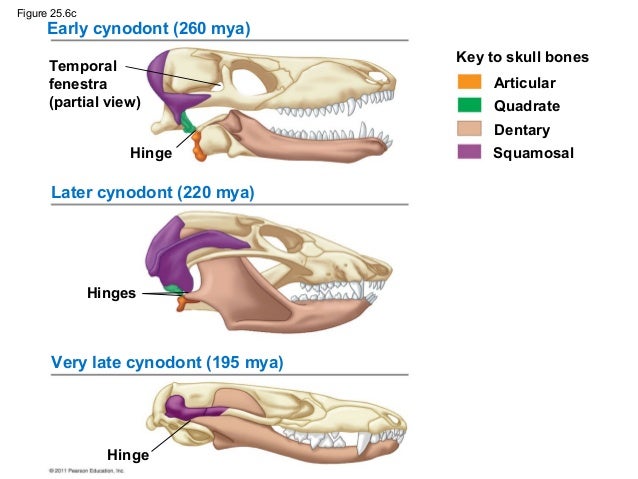 25 lecture history_of_life