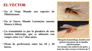25 LEISHMANIOSIS infectología clase.pptx