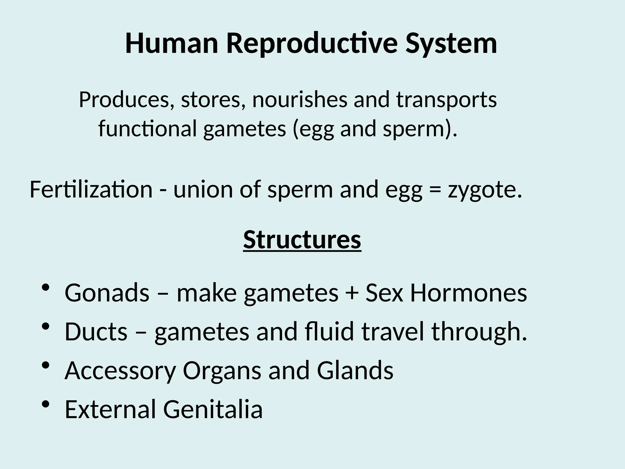 Male Reproductive Anatomy bsc nursing.pptx