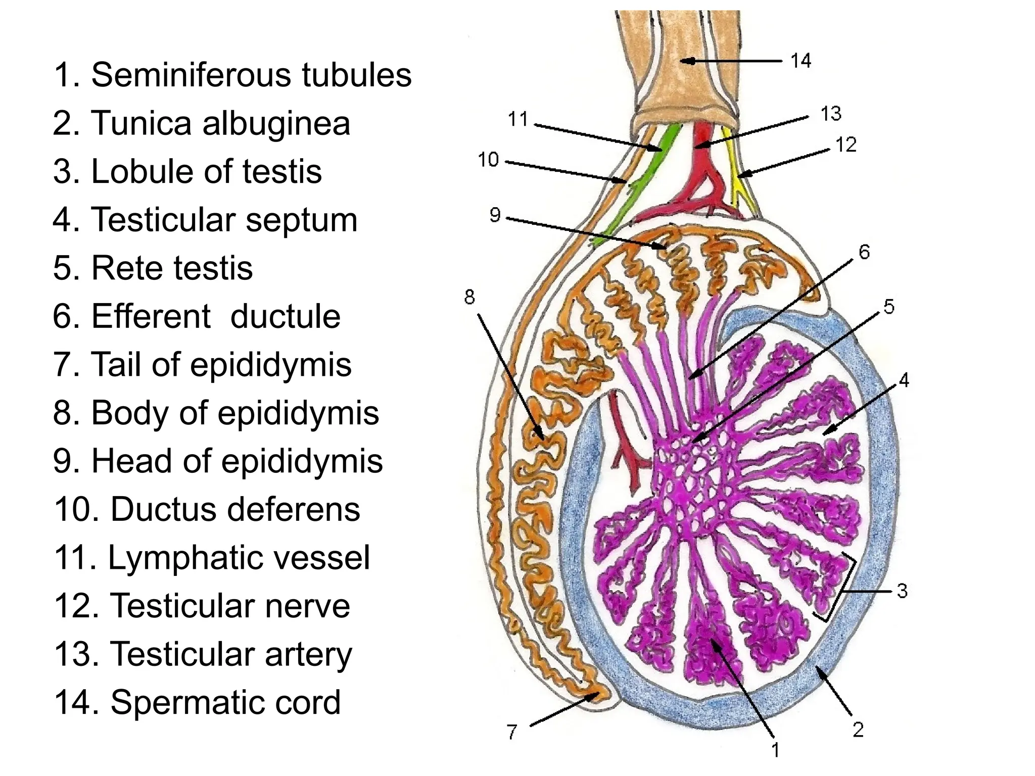 Male Reproductive Anatomy bsc nursing.pptx