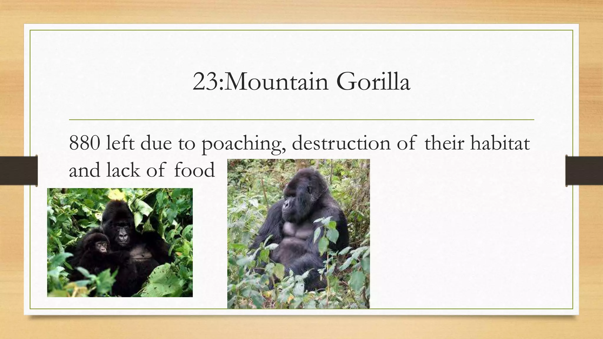 25 most endangered animals powerpoint | PPTX