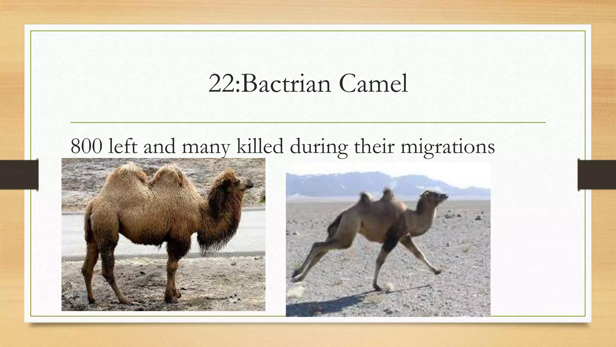 25 most endangered animals powerpoint | PPTX