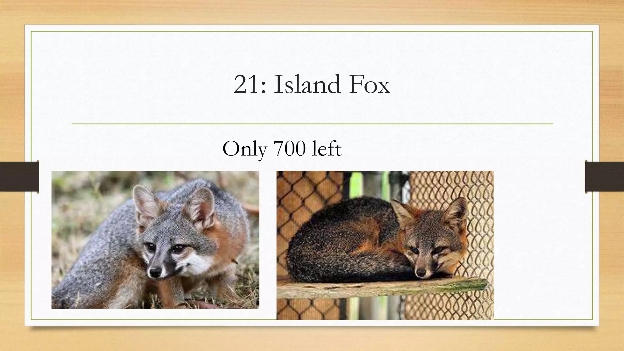 25 most endangered animals powerpoint | PPTX