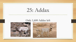 25 most endangered animals powerpoint | PPTX