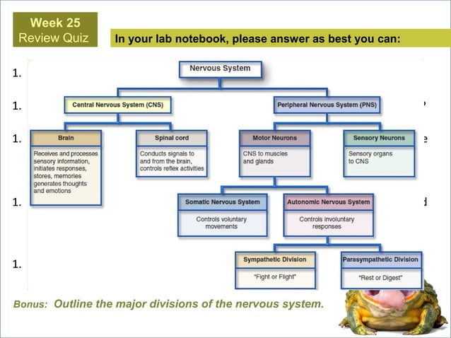 Human Senses | PPT | Brain and Nervous System Disorders | Diseases and ...