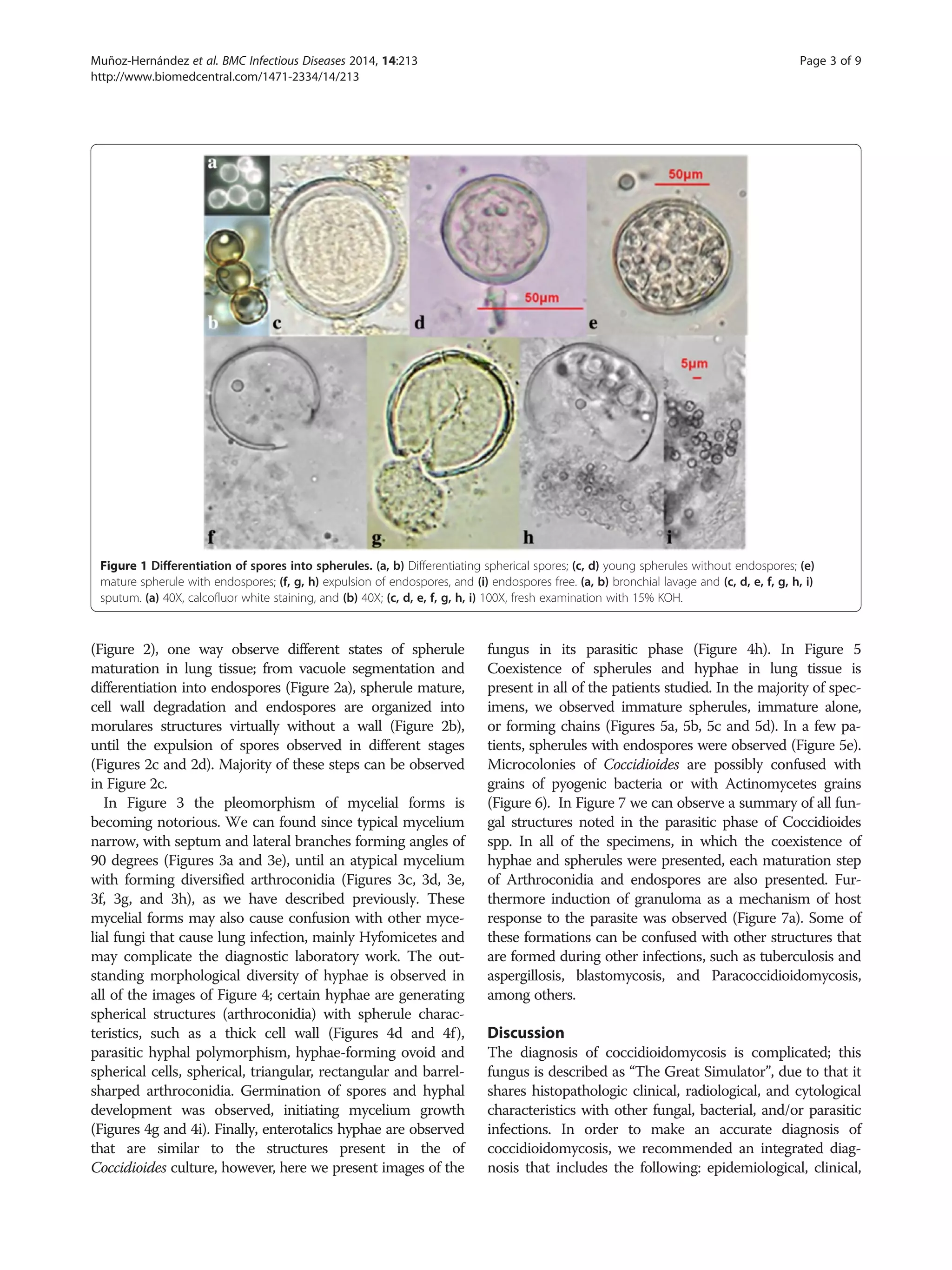 parasitic polymorphism coccidioides spp | PDF