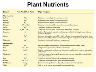 Plant Nutrition PowerPoint presentation document | PPT