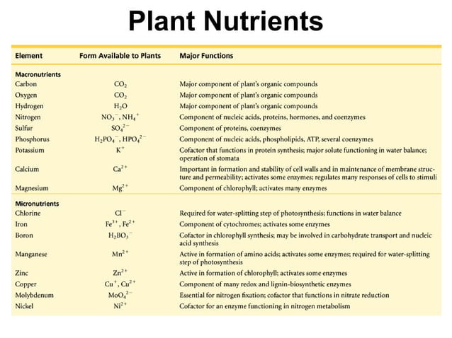Plant Nutrition PowerPoint presentation document | PPT