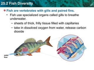 25 Vertebrates PPT.ppt types of vertebrate | PPT