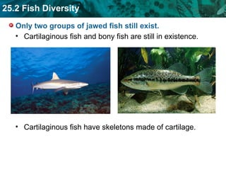 25 Vertebrates PPT.ppt types of vertebrate | PPT