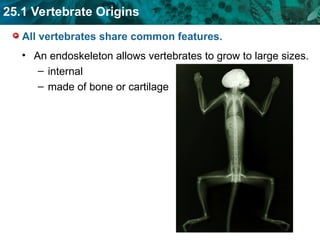 25 Vertebrates PPT.ppt types of vertebrate | PPT