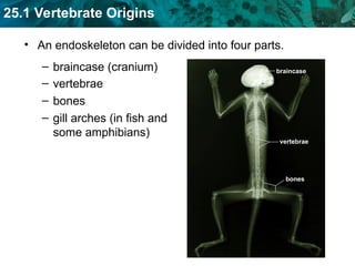 25 Vertebrates PPT.ppt types of vertebrate | PPT