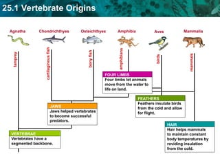 25 Vertebrates PPT.ppt types of vertebrate | PPT