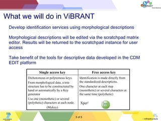 Identification keys | PPT