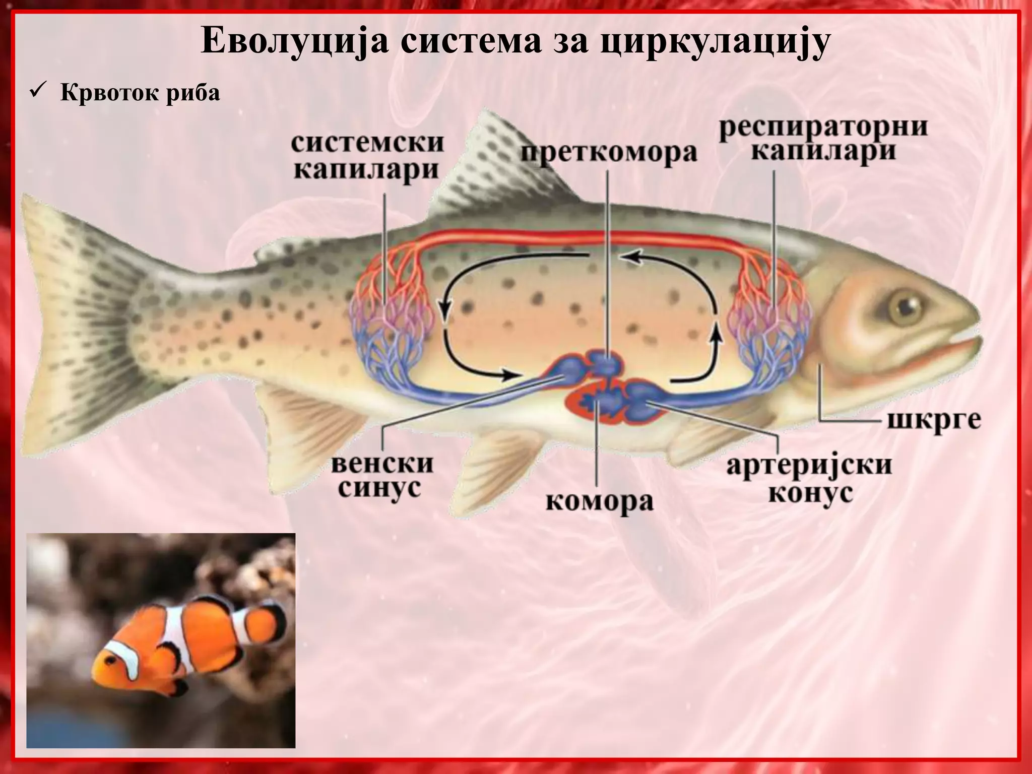 26. Evolucija cirkulatornog sistema. telesne tecnosti | PPT