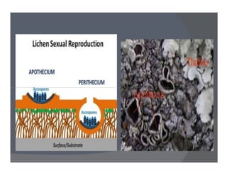 26. Lichens.pdf | Free Download