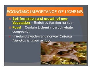 26. Lichens.pdf