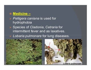 26. Lichens.pdf | Free Download