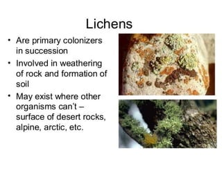 26. Lichens.pdf