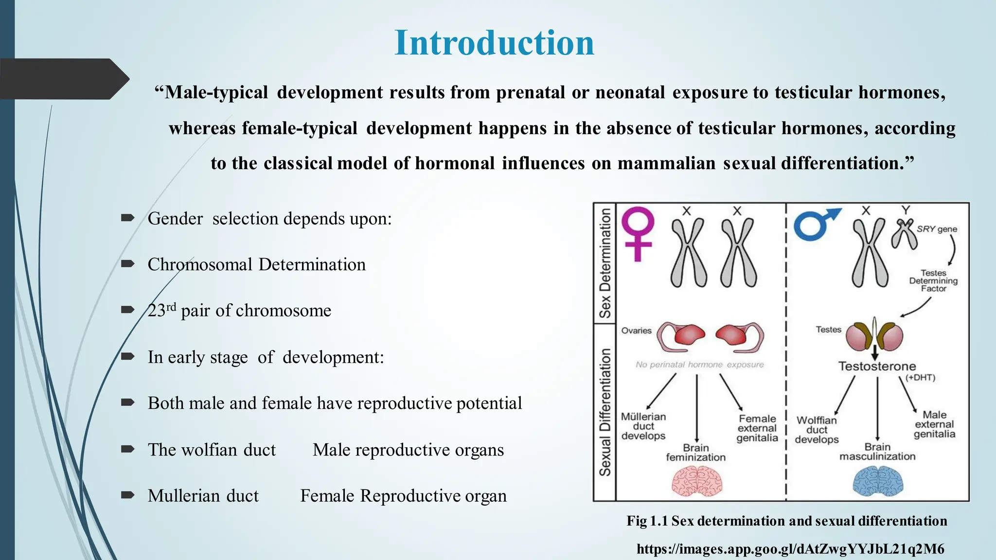 26.Role of hormones during gender selection.pdf