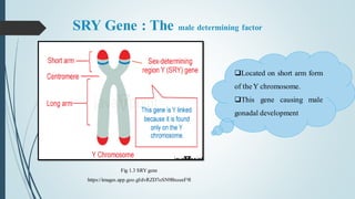 26.Role of hormones during gender selection.pdf