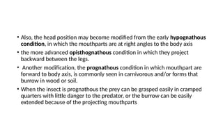 Types Of heads and Mouth Parts in Insects | PPT