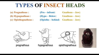 Types Of heads and Mouth Parts in Insects | PPT