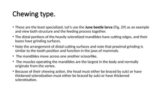 Types Of heads and Mouth Parts in Insects | PPT