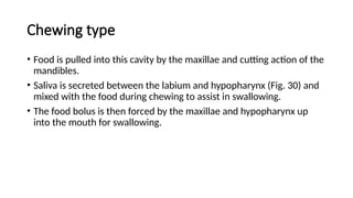 Types Of heads and Mouth Parts in Insects | PPT