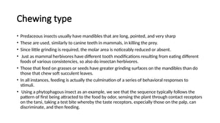 Types Of heads and Mouth Parts in Insects | PPT